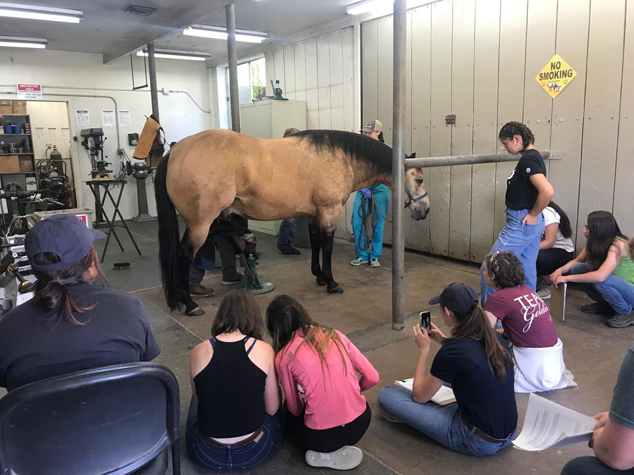 UC Davis Continuing and Professional Education - Photo Gallery: Studying Equine with the UC ...